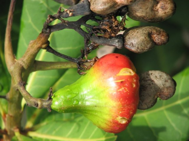 Indijski oreški so v resnici iz Brazilije - Lupa portal